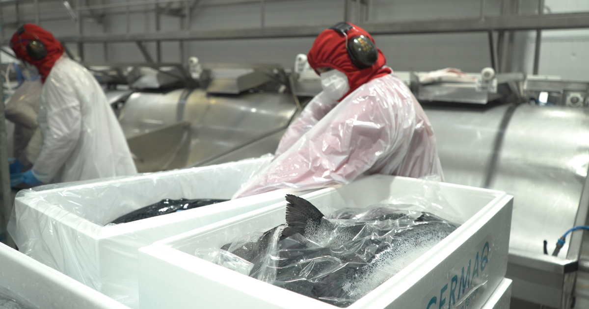 Plantas de proceso - Cermaq Chile