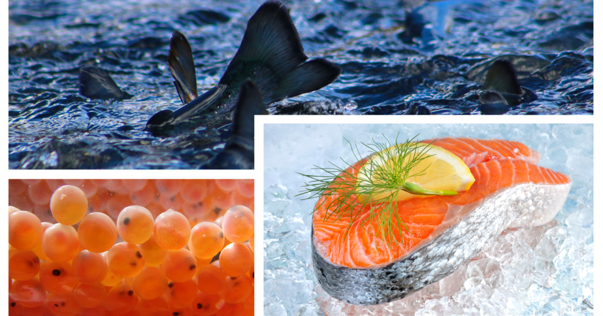 Desde la ova al plato - Cermaq Chile