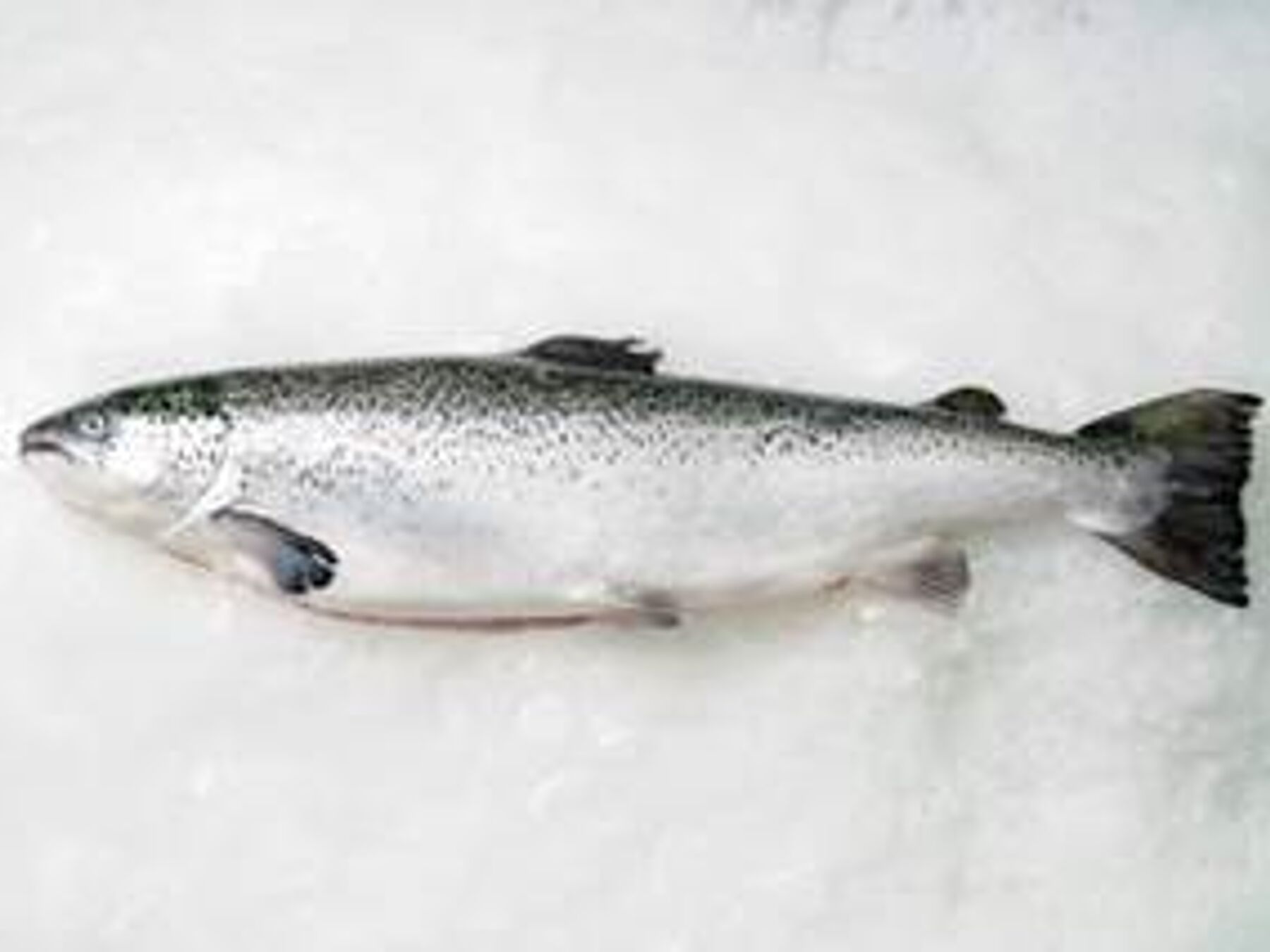 Salmon from Patagonia to the world - Cermaq Chile