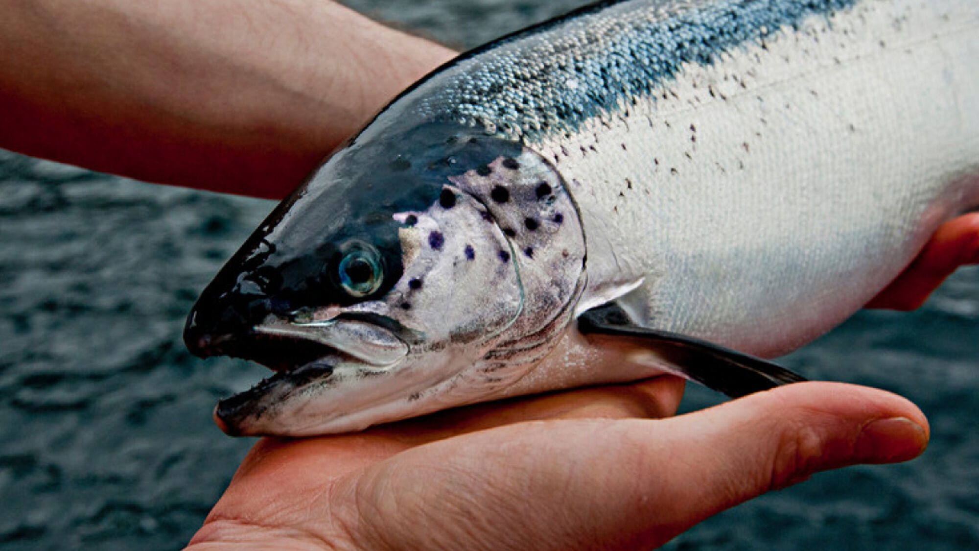 CÓMO COMBATIR LOS CALIGUS - Cermaq Chile
