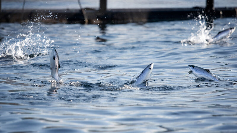 CÓMO COMBATIR LOS CALIGUS - Cermaq Chile